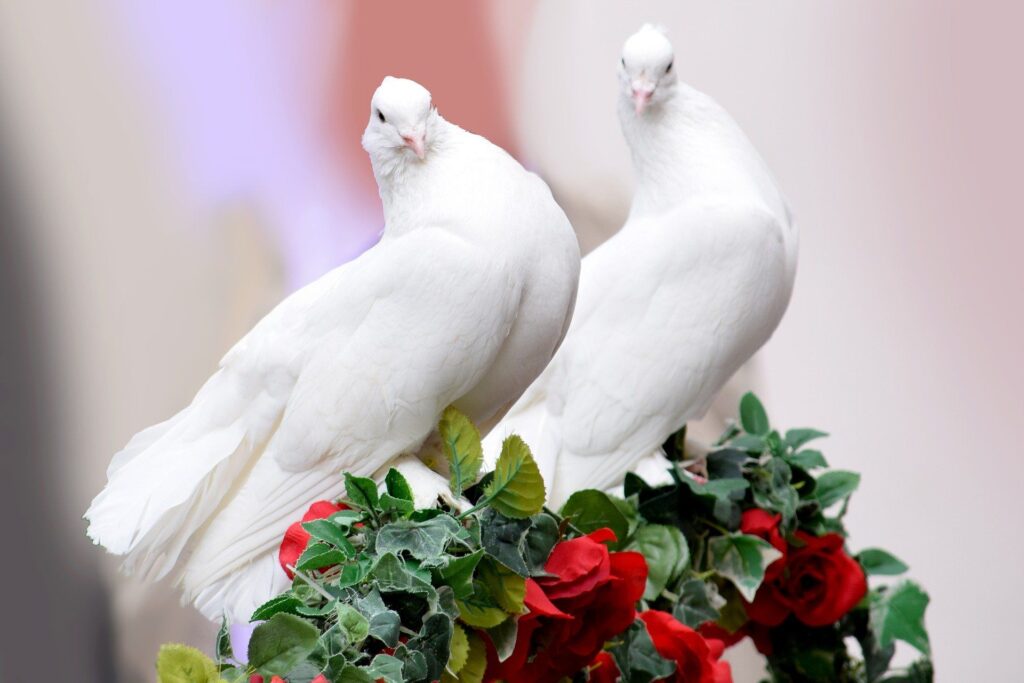 Burung Merpati: Jenis-Jenis, Karakteristik, Makna Simbolis, dan Tips ...